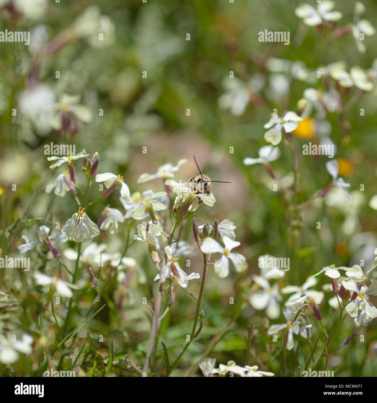 Flora of Gran Canaria - Raphanus raphanistrum, wild radish, white ...