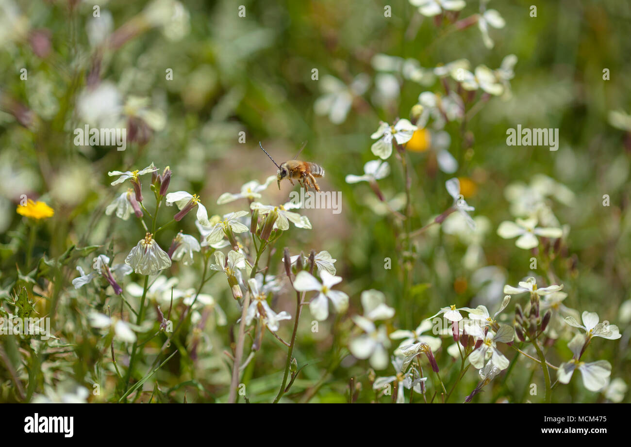 Flora of Gran Canaria - Raphanus raphanistrum, wild radish, white ...