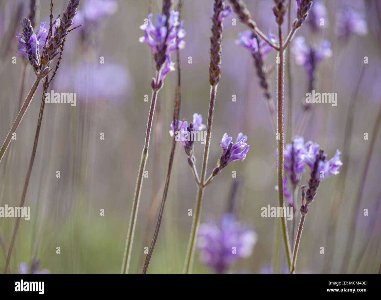Flora of Gran Canaria - Canarian lavender, Lavandula canariensis, macro ...
