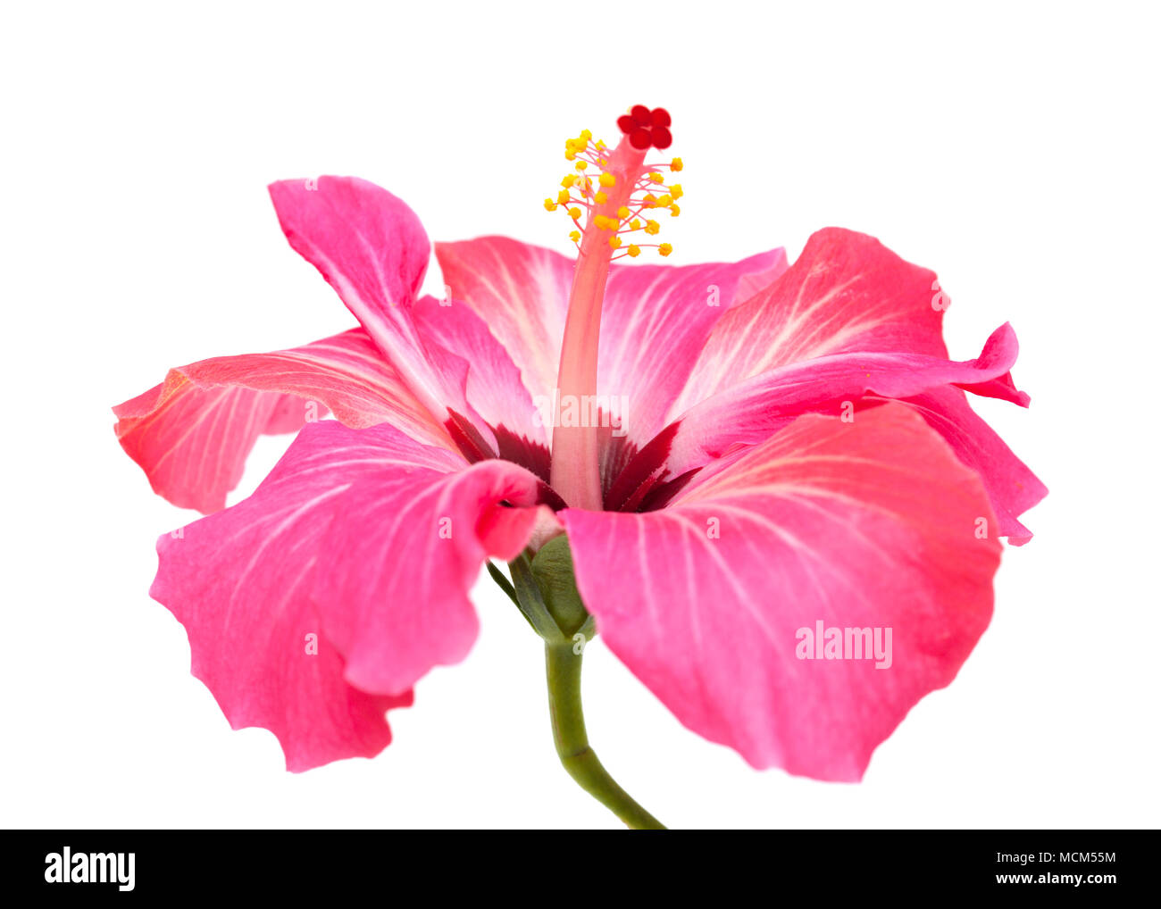 single pink hibiscus flower isolated on white background Stock Photo ...