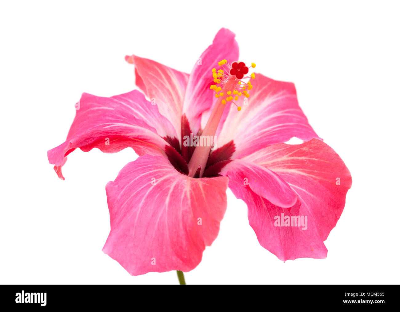 single pink hibiscus flower isolated on white background Stock Photo ...