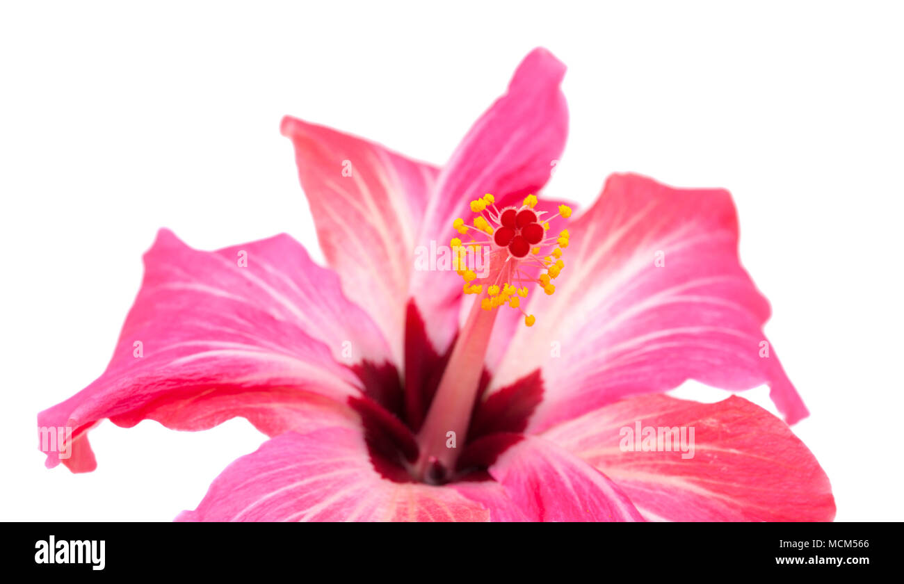 single pink hibiscus flower isolated on white background Stock Photo ...