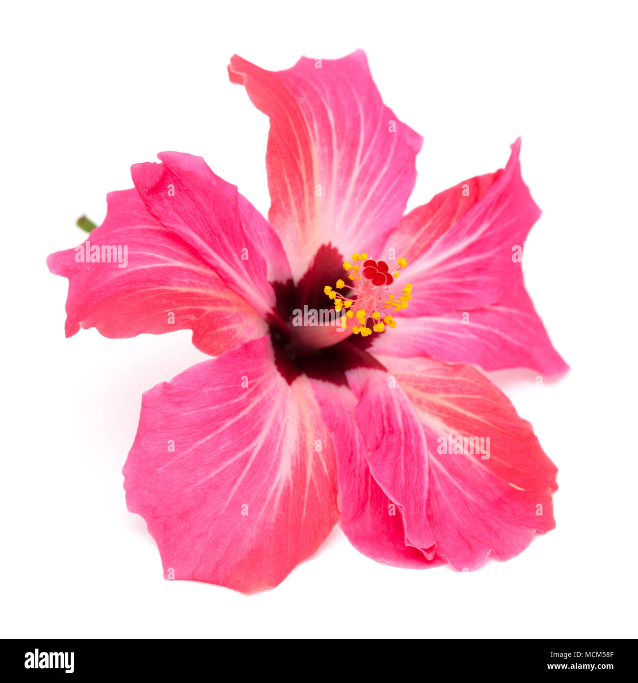 single pink hibiscus flower isolated on white background Stock Photo ...