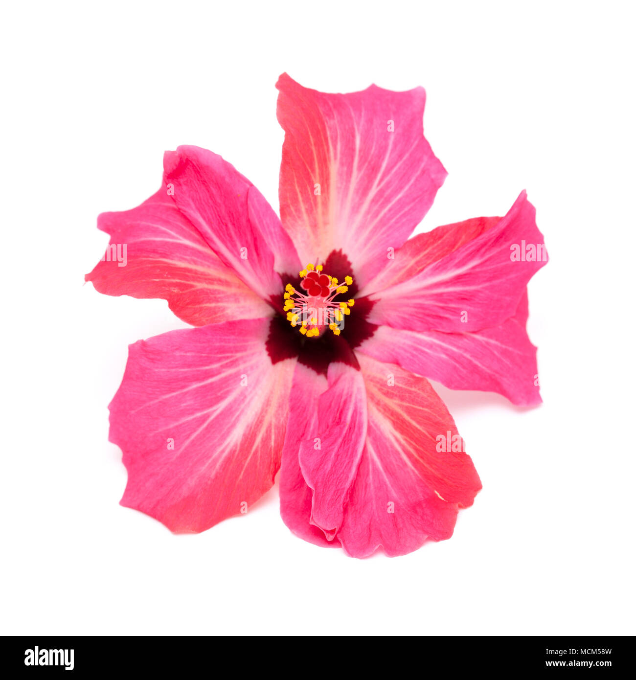 single pink hibiscus flower isolated on white background Stock Photo ...