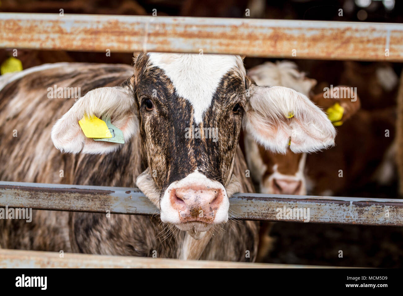 Cow frame hi-res stock photography and images - Alamy