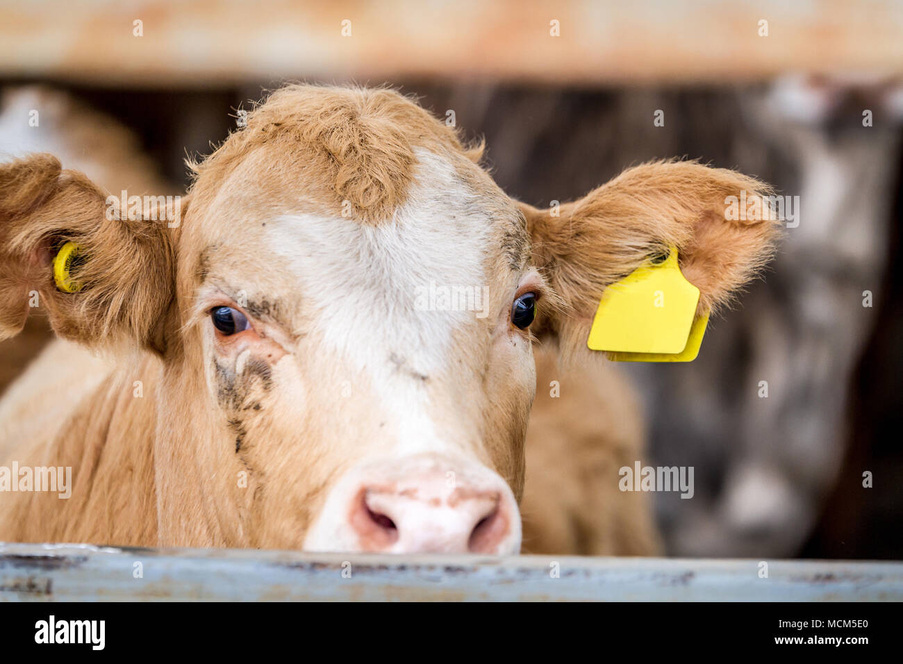 Cow standing in the paddock in farm looking into the frame, close-up ...