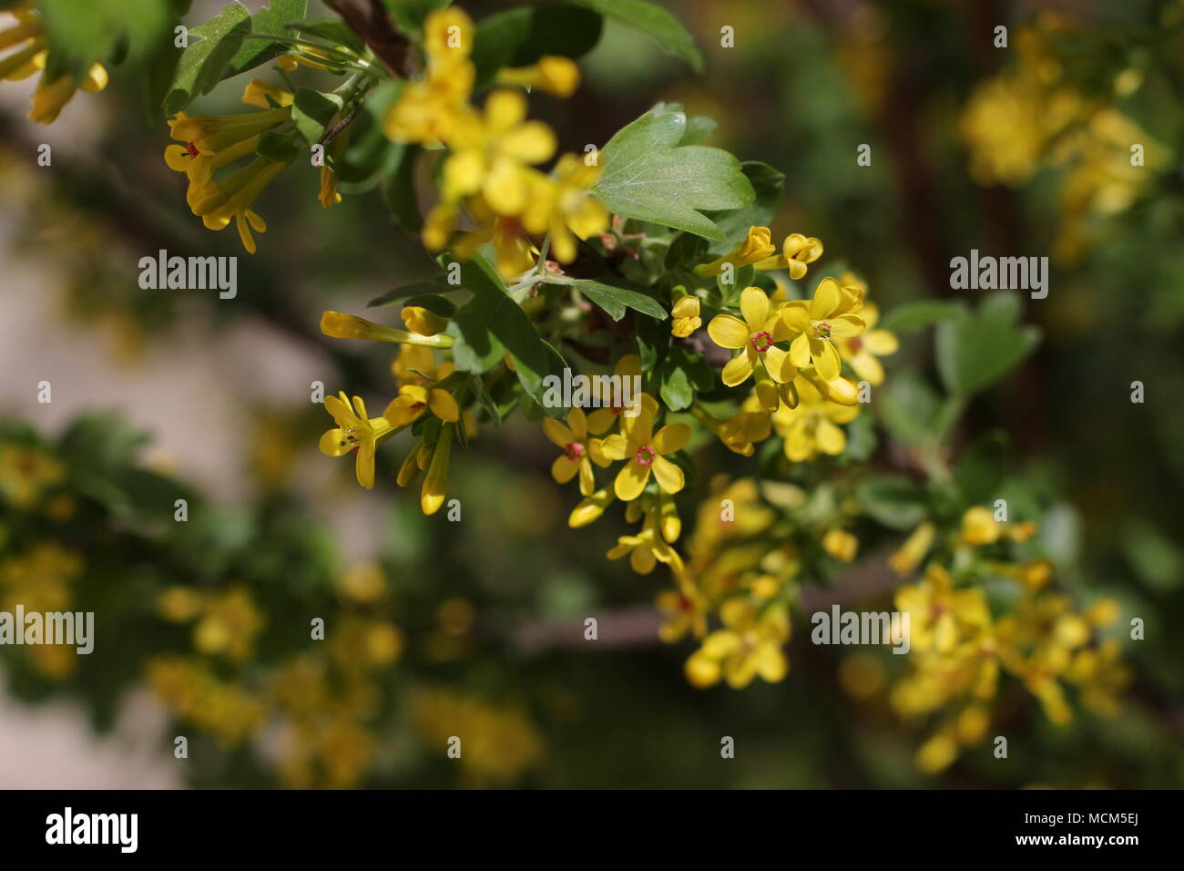 Yellow flowers of golden currant (Ribes aureum Stock Photo - Alamy