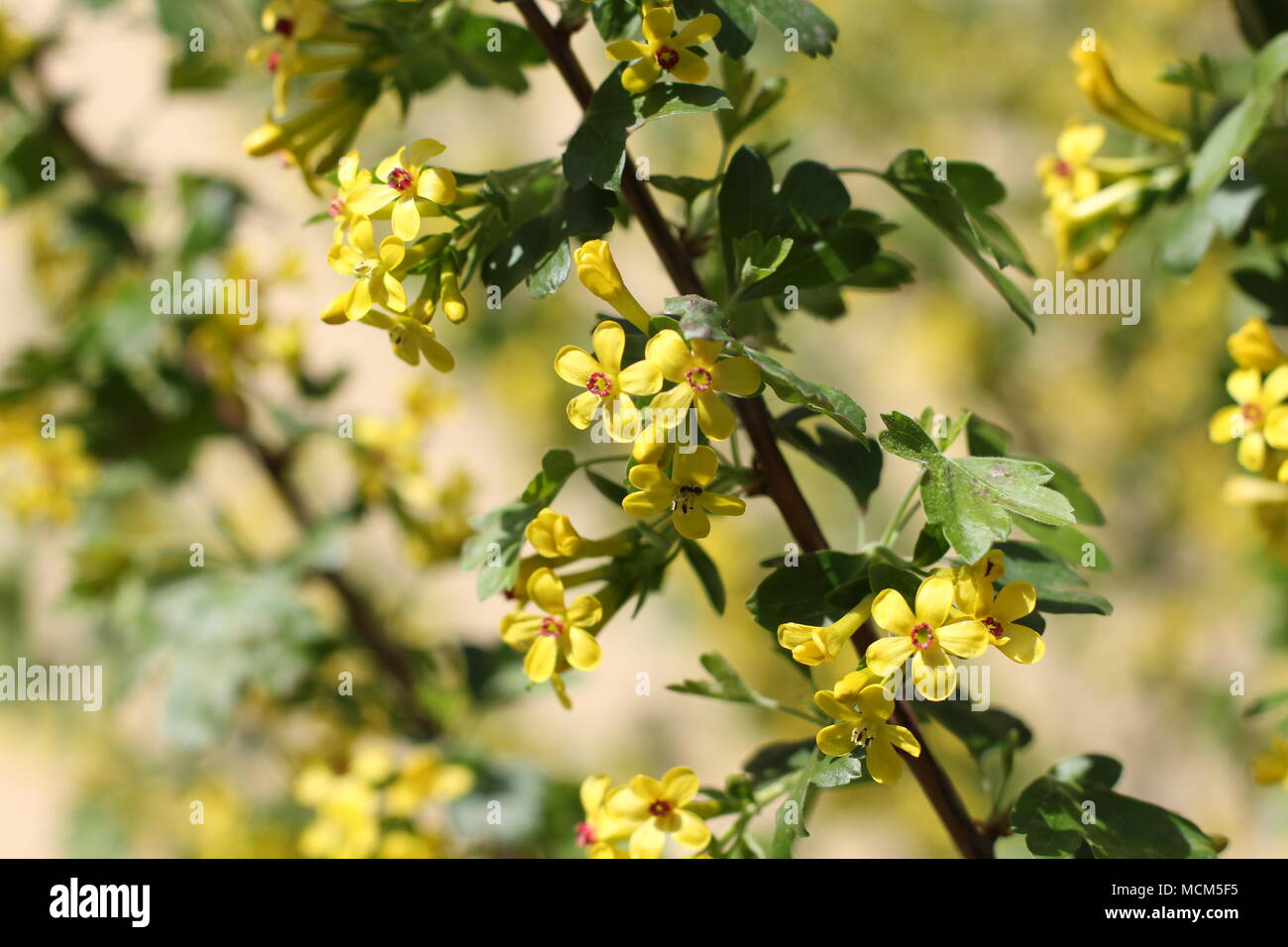 Yellow flowers of golden currant (Ribes aureum Stock Photo - Alamy