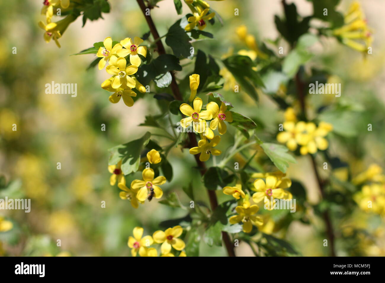 Yellow flowers of golden currant (Ribes aureum Stock Photo - Alamy