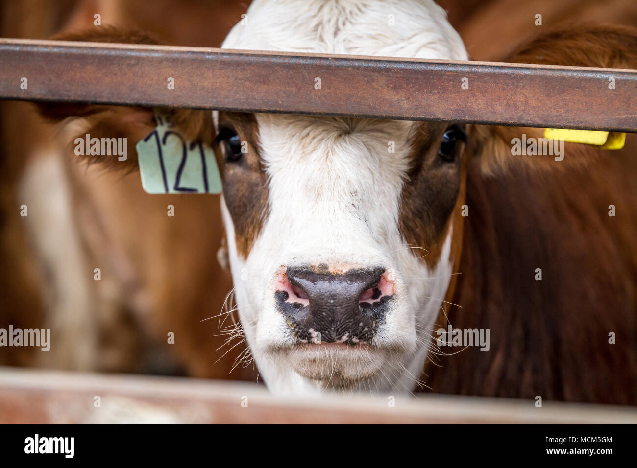 Red cow israel hi-res stock photography and images - Alamy