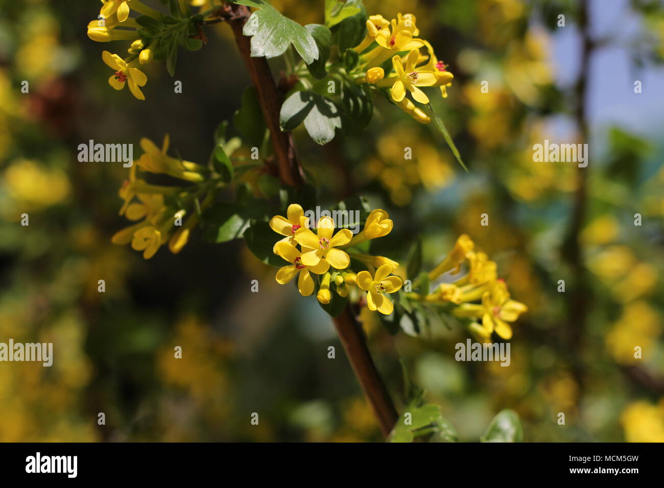 Yellow flowers of golden currant (Ribes aureum Stock Photo - Alamy
