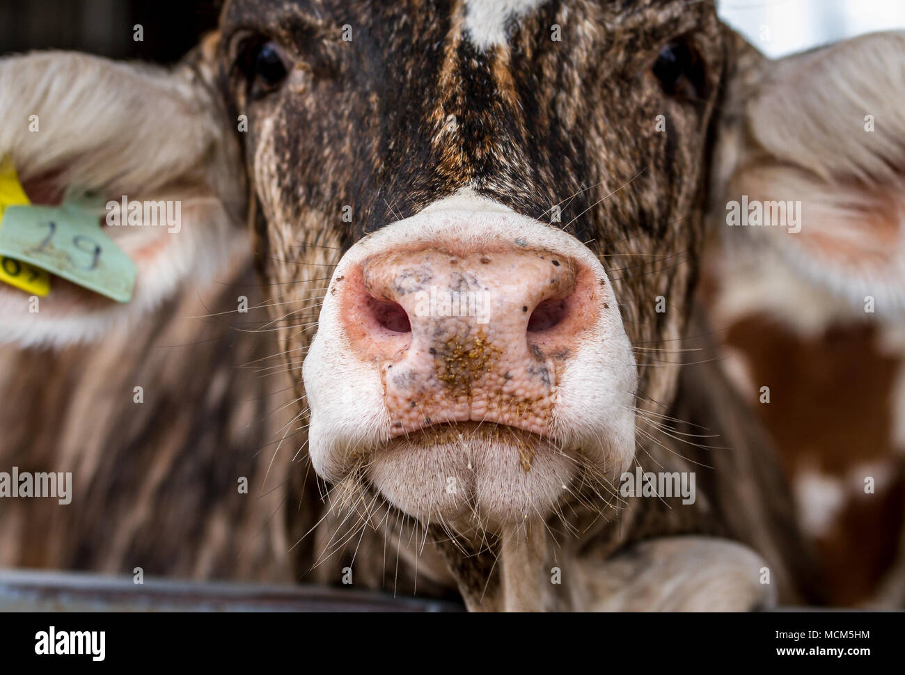 Cow standing in the paddock in farm looking into the frame, close-up ...