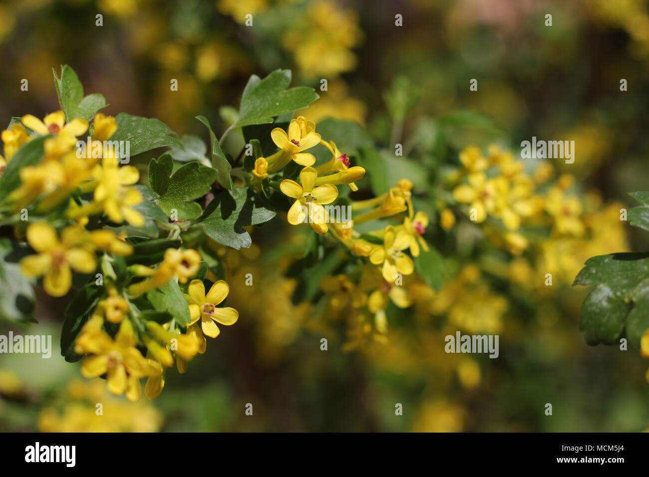 Yellow flowers of golden currant (Ribes aureum Stock Photo - Alamy