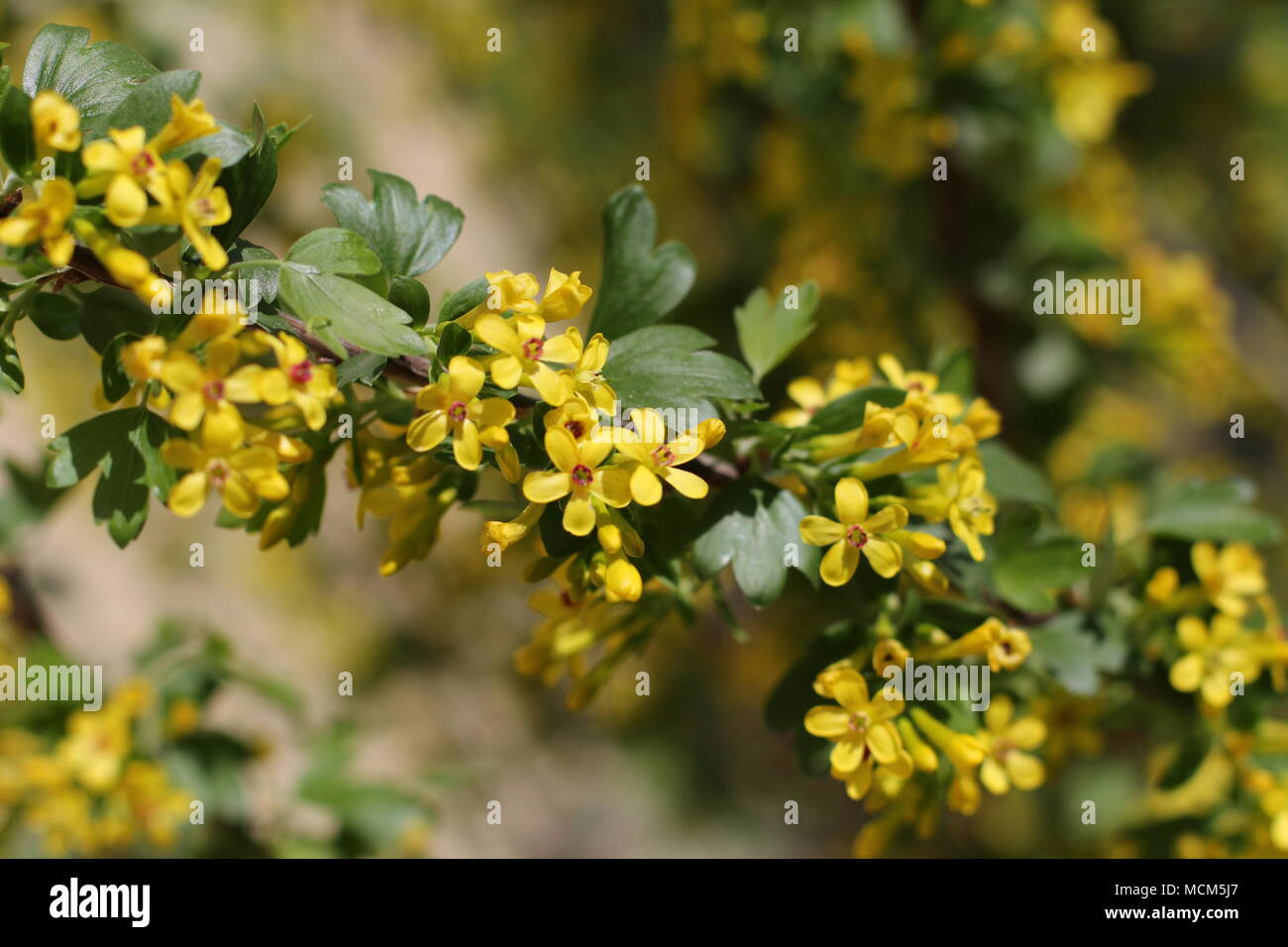 Yellow flowers of golden currant (Ribes aureum Stock Photo - Alamy