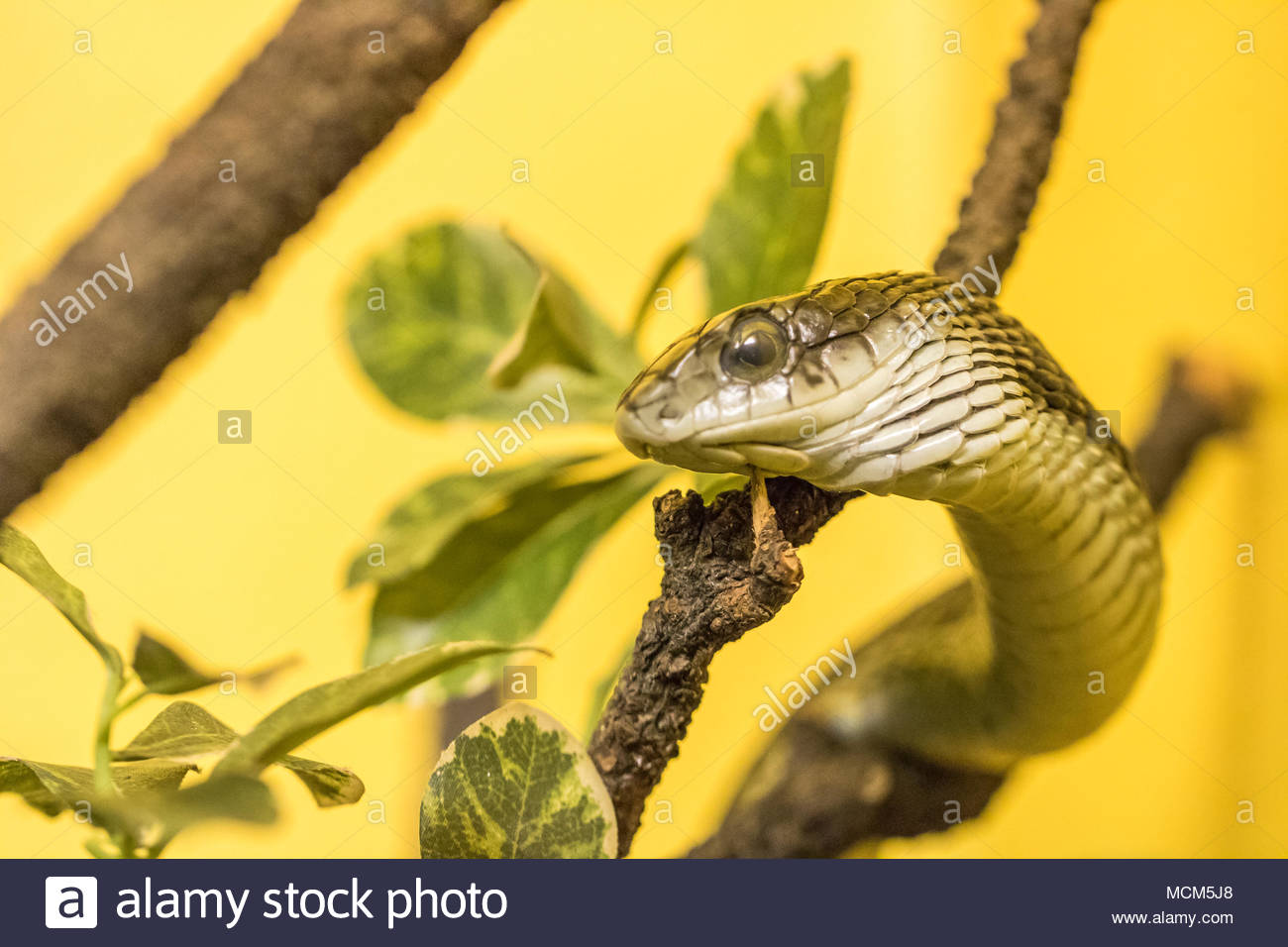 Boomslang Snake High Resolution Stock Photography and Images - Alamy