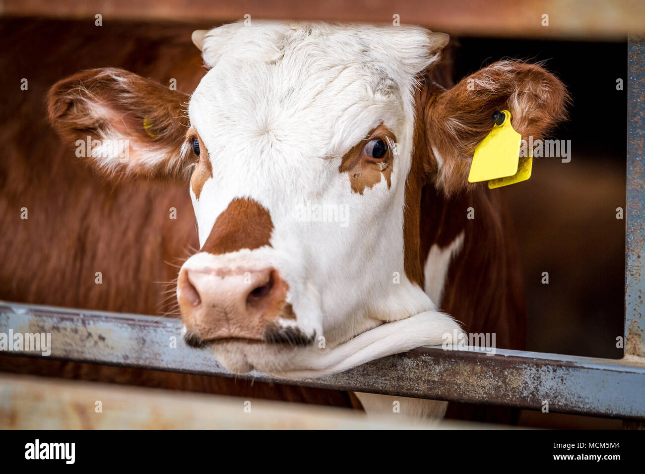 Red cow israel hi-res stock photography and images - Alamy