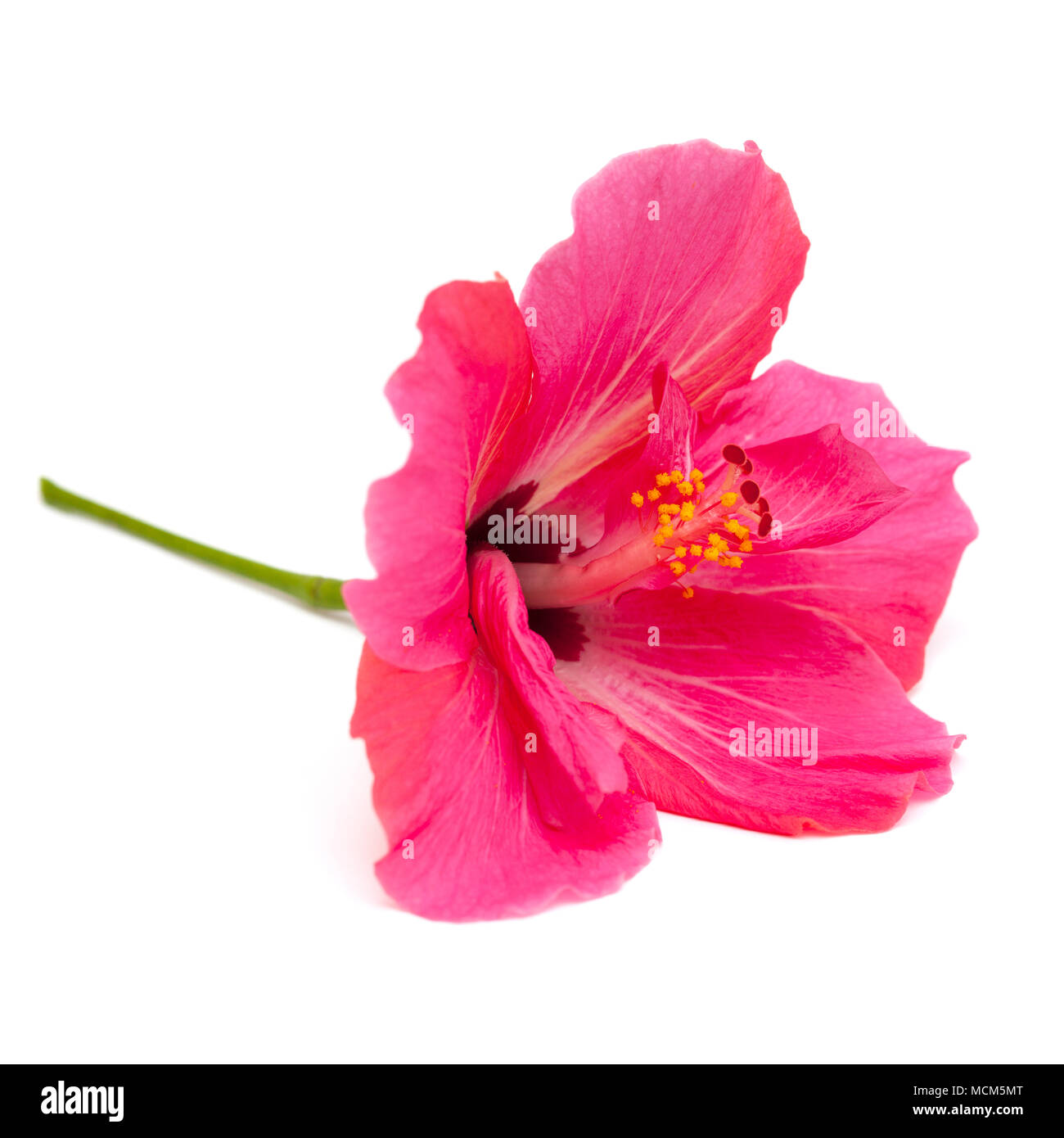 single pink hibiscus flower isolated on white background Stock Photo ...
