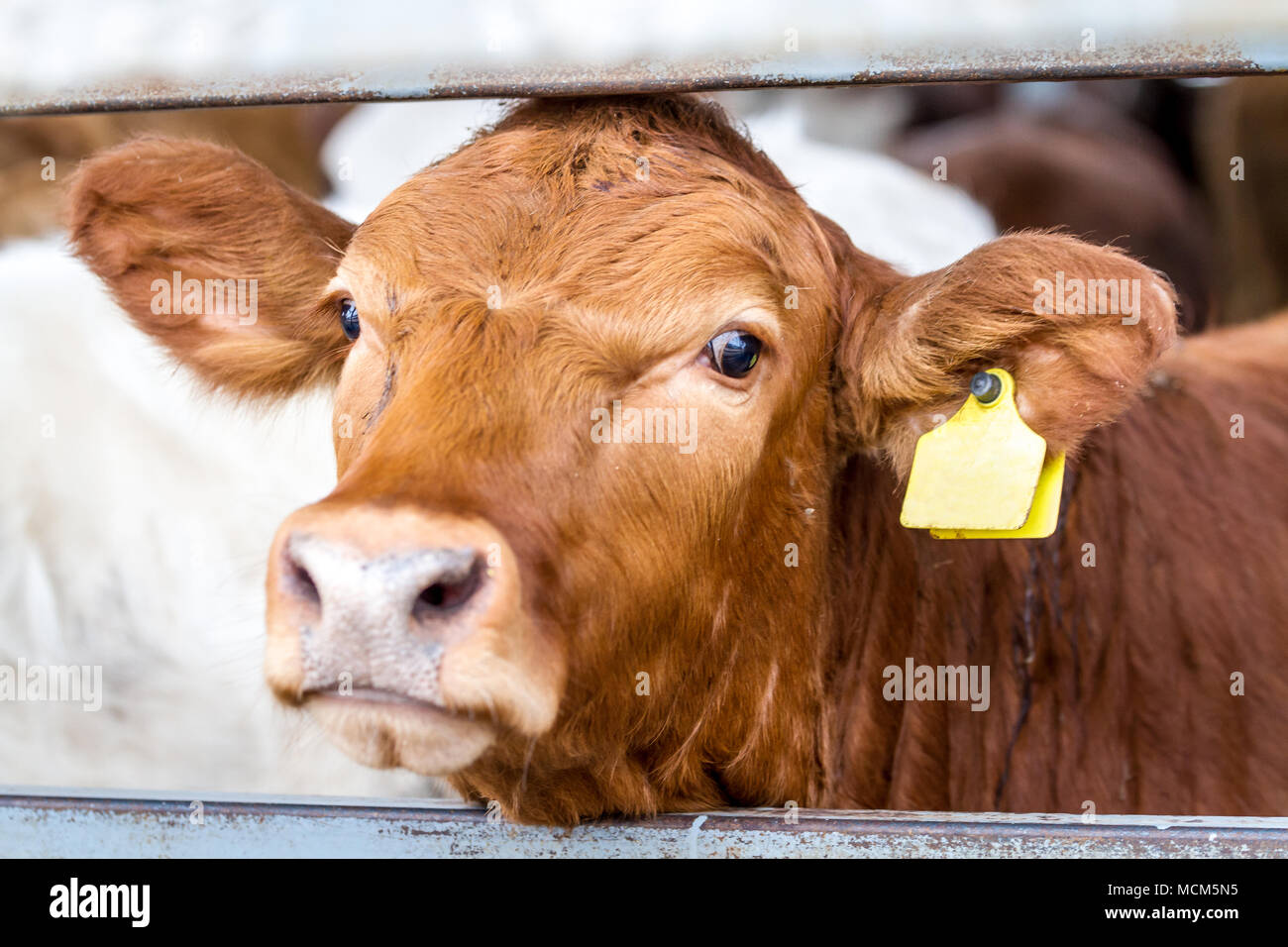 Red cow israel hi-res stock photography and images - Alamy