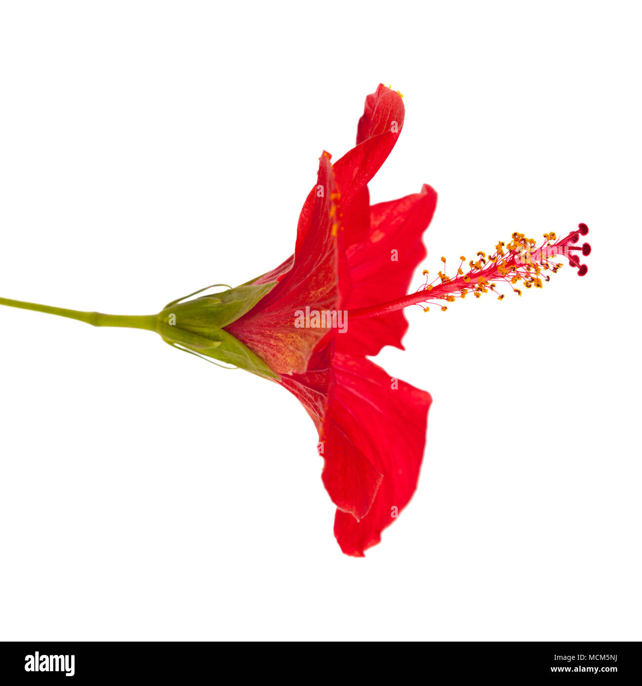 single red hibiscus flower isolated on white background Stock Photo - Alamy