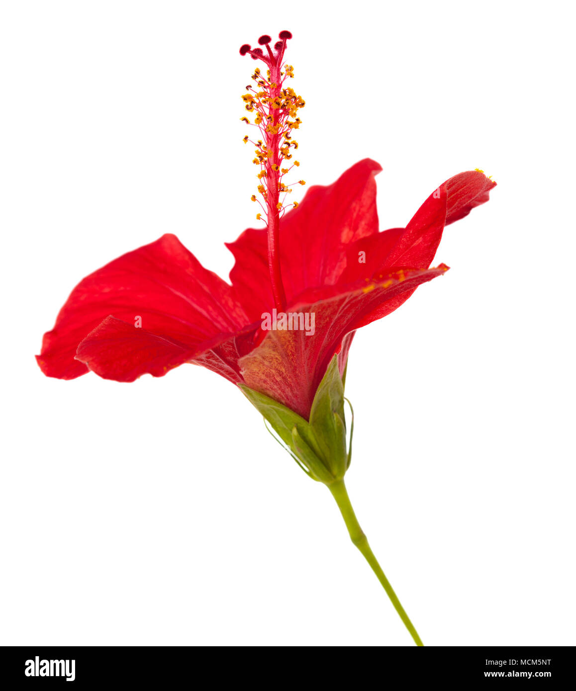 single red hibiscus flower isolated on white background Stock Photo - Alamy