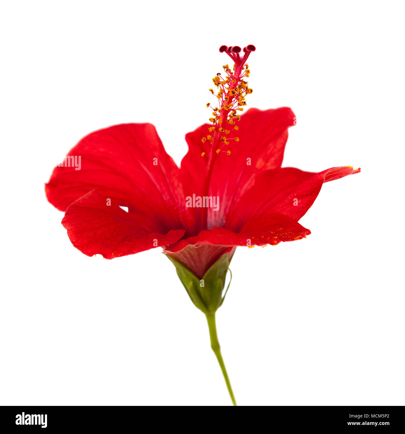Single Red Flower White Background