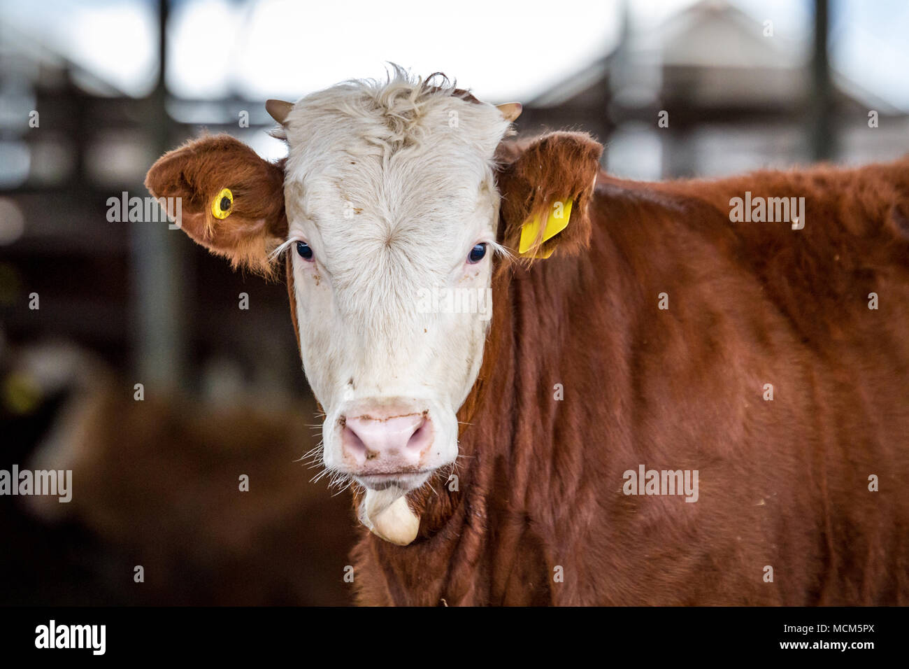 Red cow israel hi-res stock photography and images - Alamy