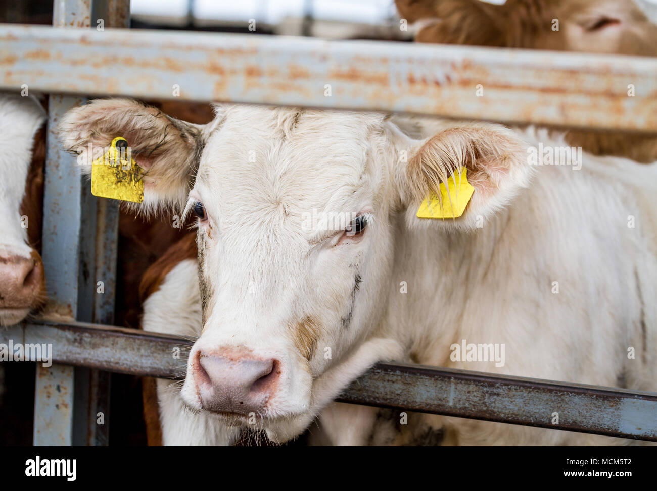 Cow standing in the paddock in farm looking into the frame, close-up ...