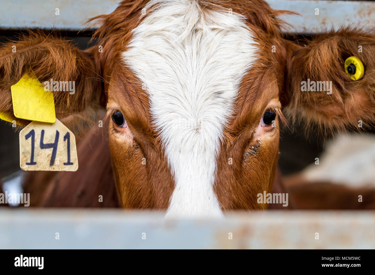 Red Cow standing in the paddock in farm looking into the frame, close ...