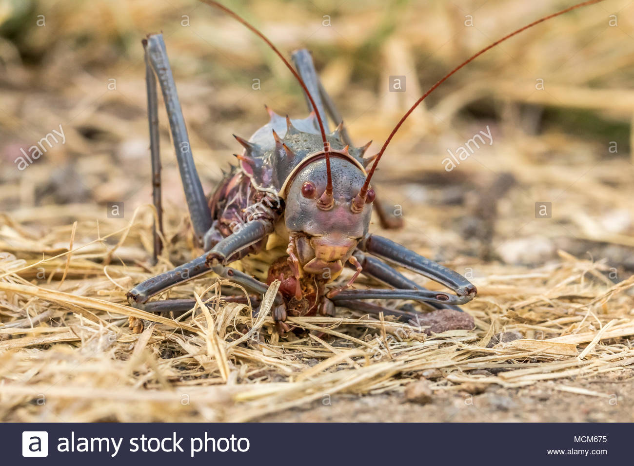 Acanthoplus High Resolution Stock Photography and Images - Alamy