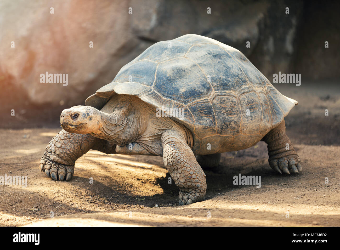 Galapagos giant turtle hi-res stock photography and images - Alamy
