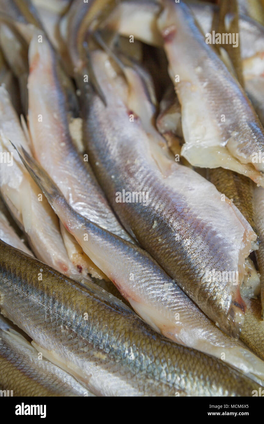 Smelt fish hi-res stock photography and images - Alamy
