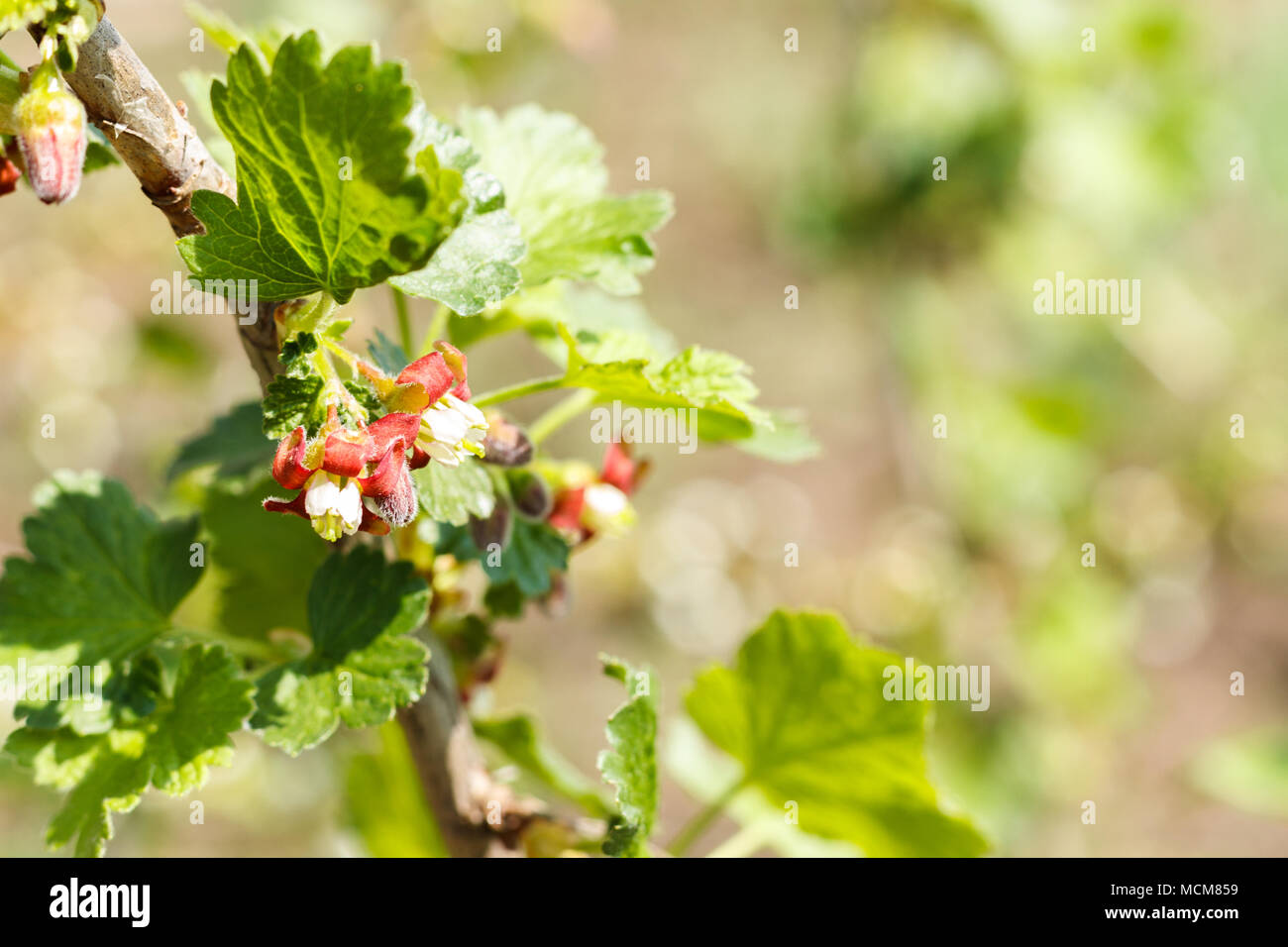 Pink flowering currant . currant begins to bloom Stock Photo - Alamy