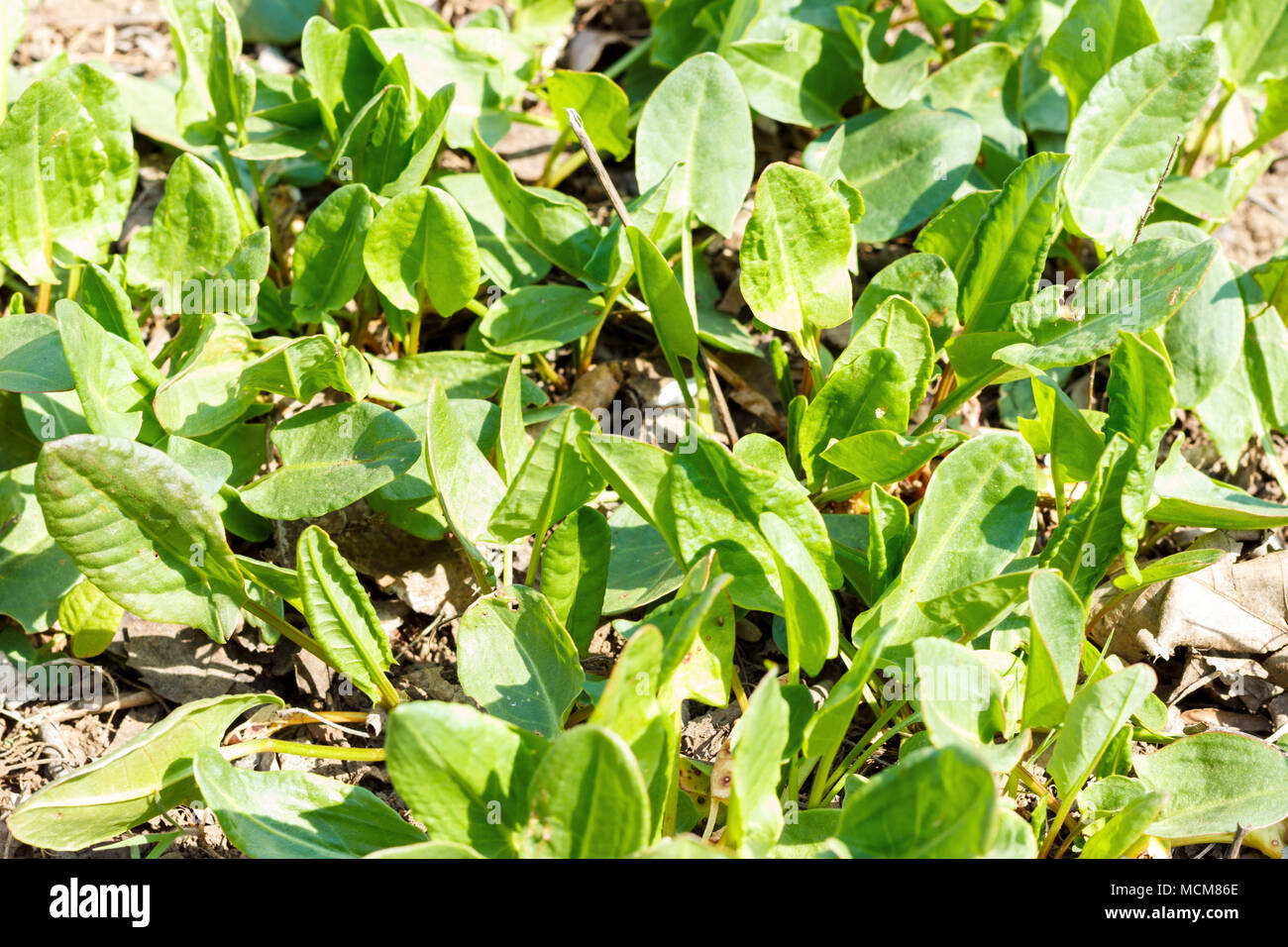 healthy organic baby spinach growing in the garden Stock Photo - Alamy