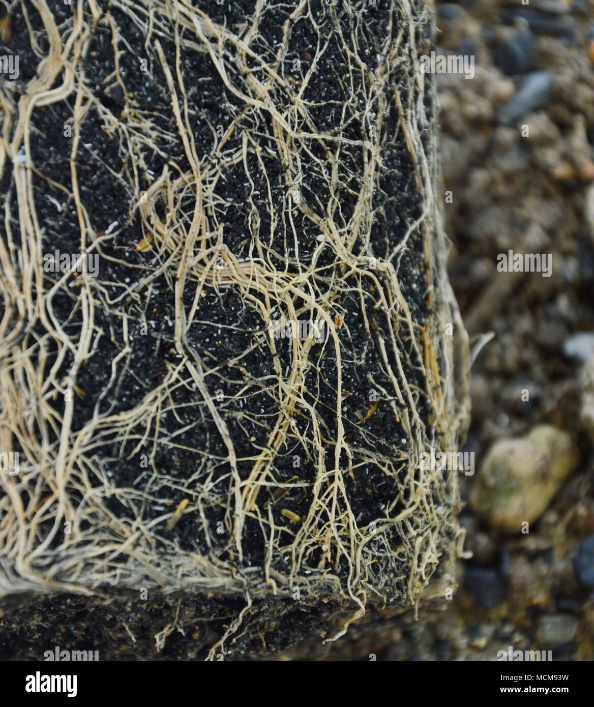 root in dirt texture and background Stock Photo - Alamy