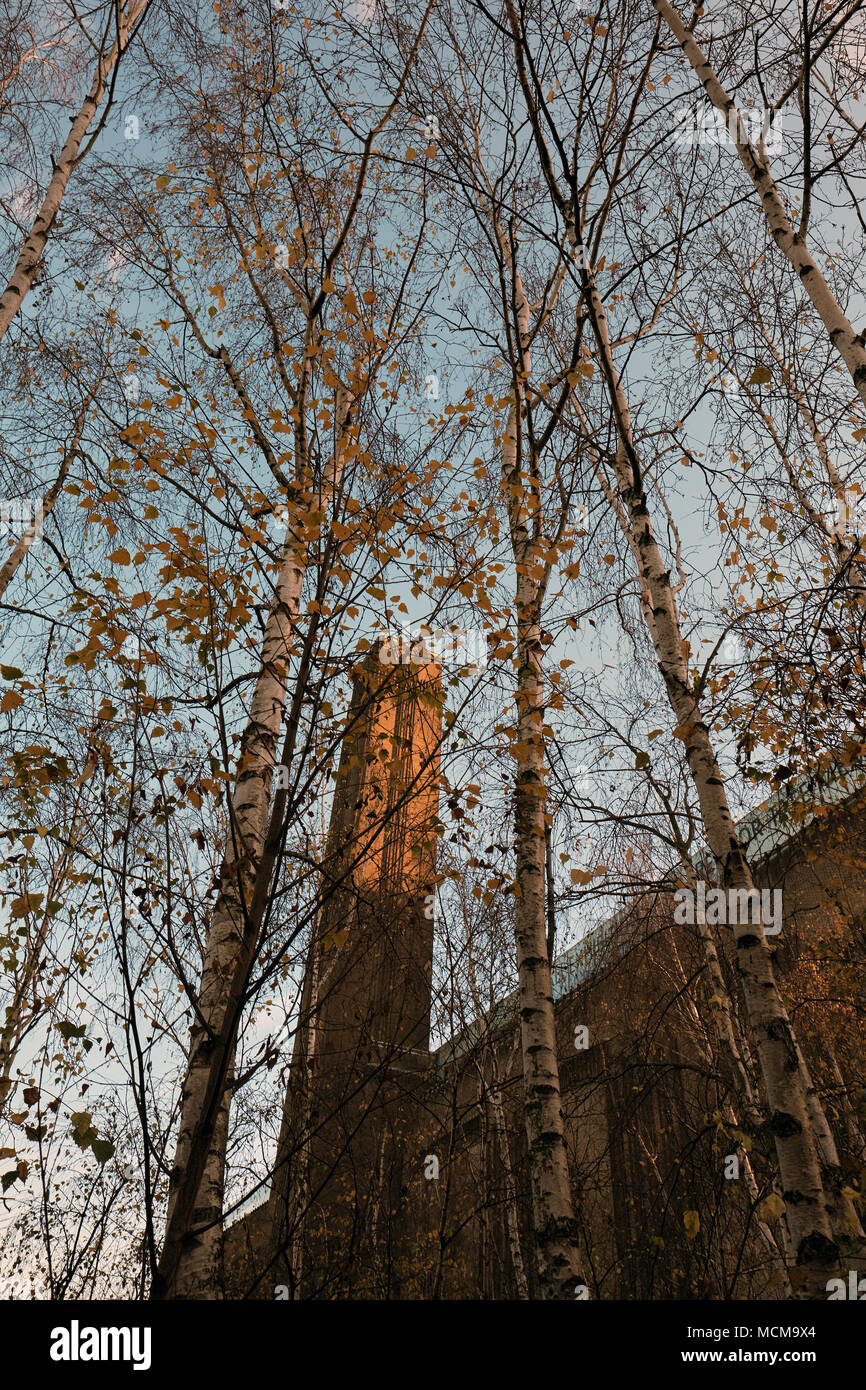 The Tate Modern Building and Silver Birch trees in London England Stock ...