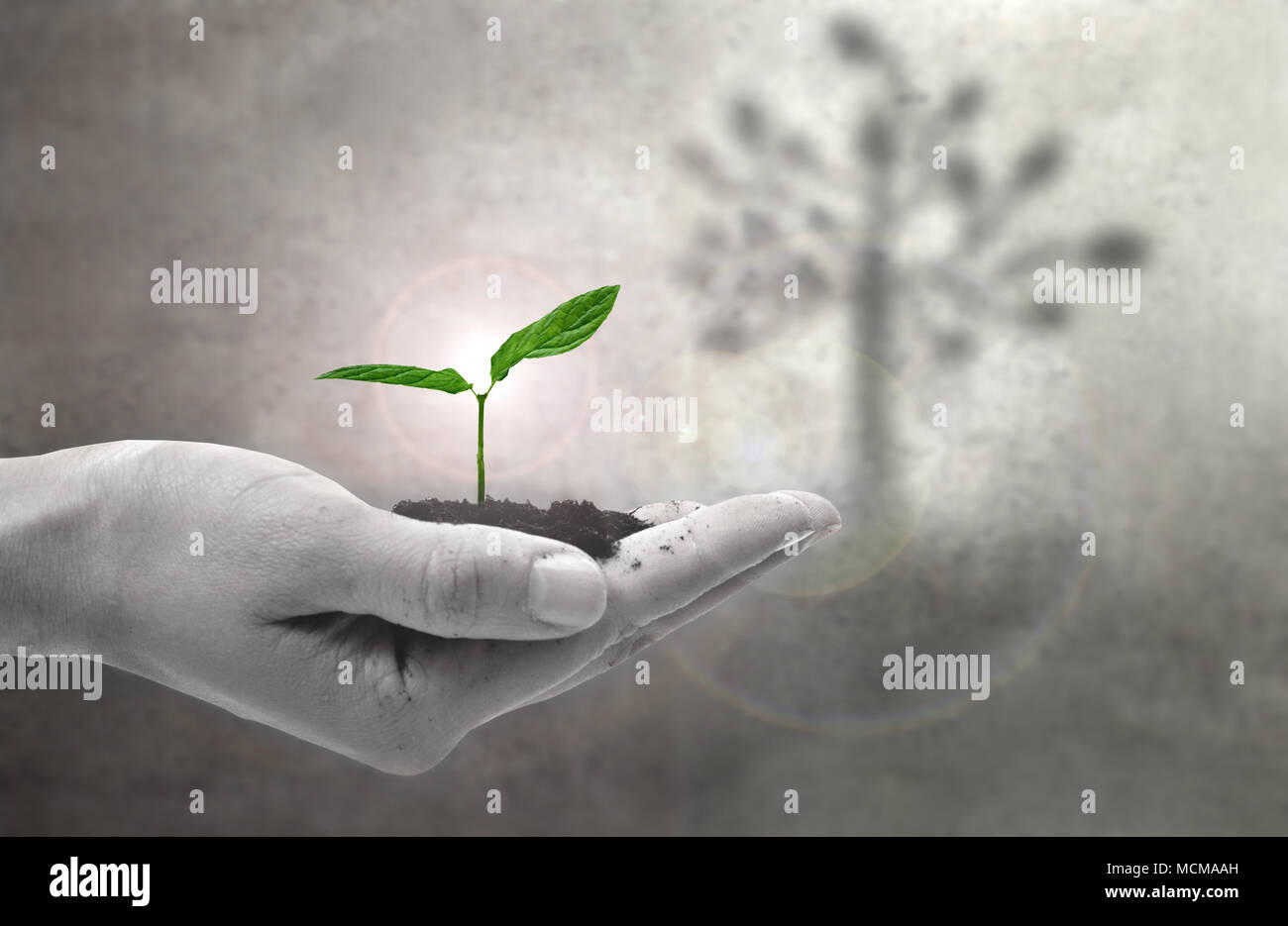 Large tree shadowing a small plant seedling in a hand Stock Photo - Alamy