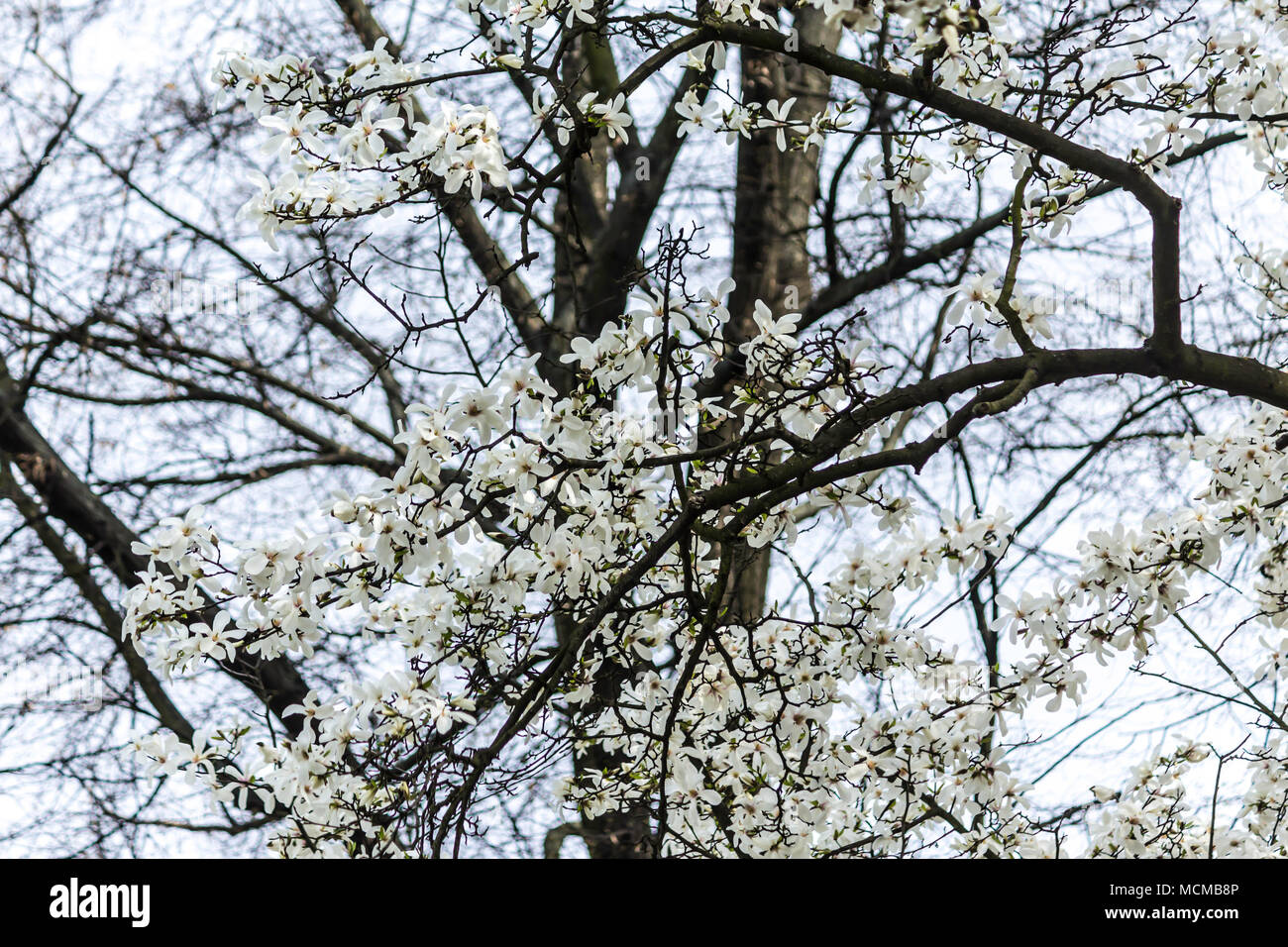 Magnolia tree without flowers hi-res stock photography and images - Alamy