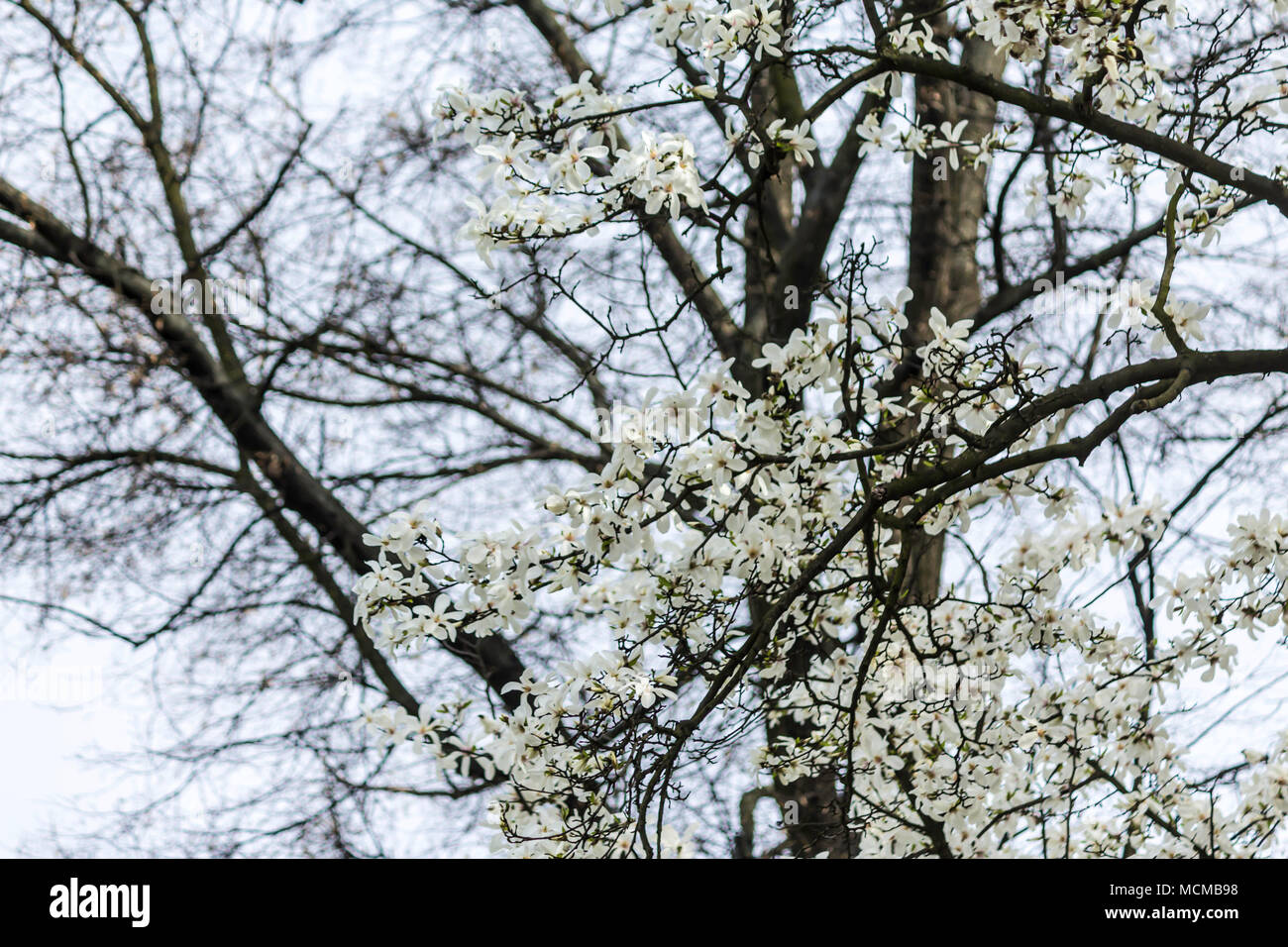 Magnolia tree without flowers hi-res stock photography and images - Alamy