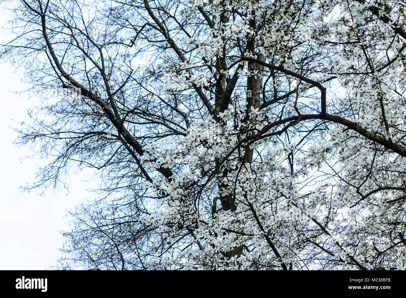 Magnolia tree without flowers hi-res stock photography and images - Alamy
