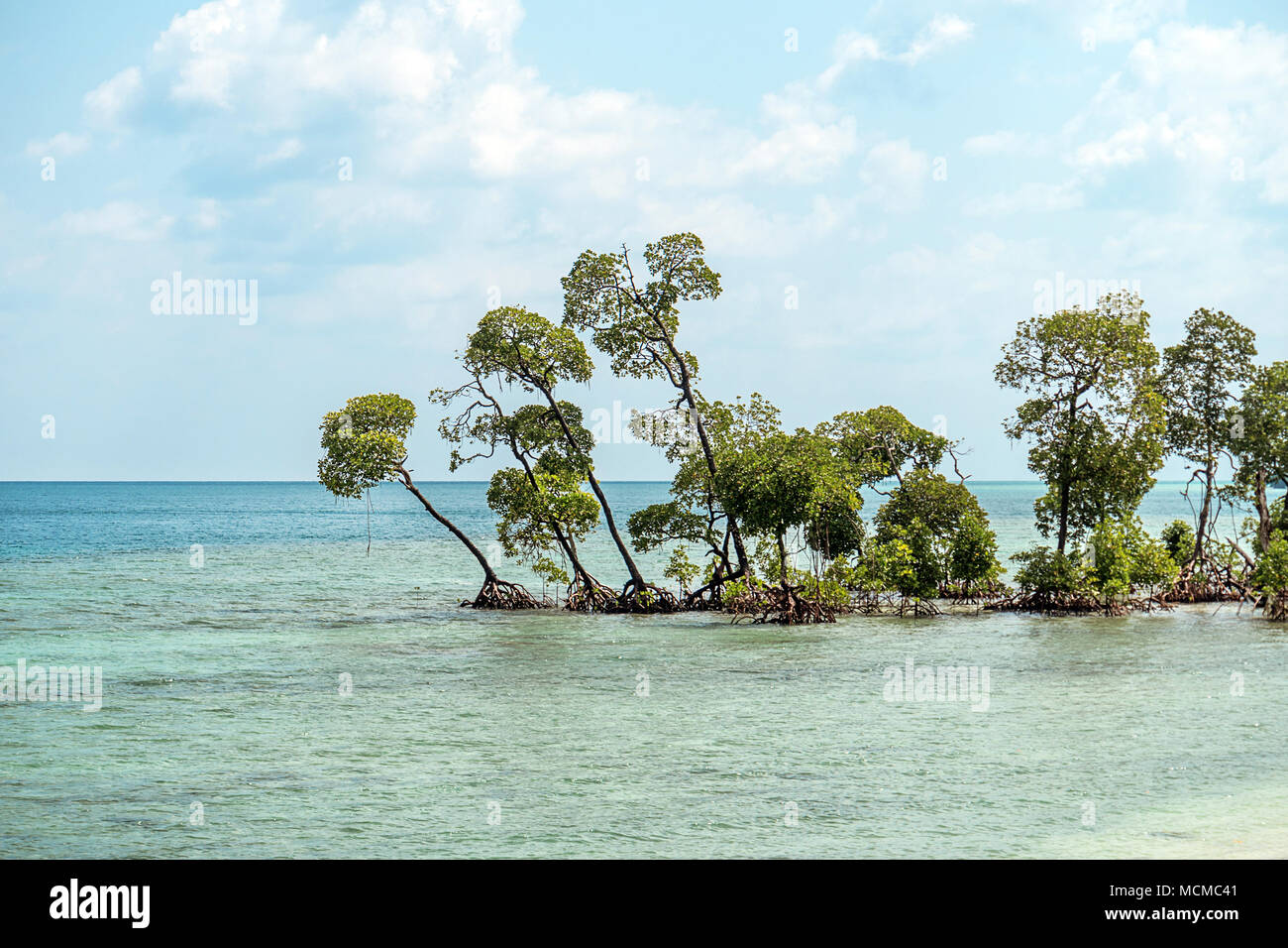 Mangrove tree at Vijaynagar beach at Havelock island, Andaman and ...
