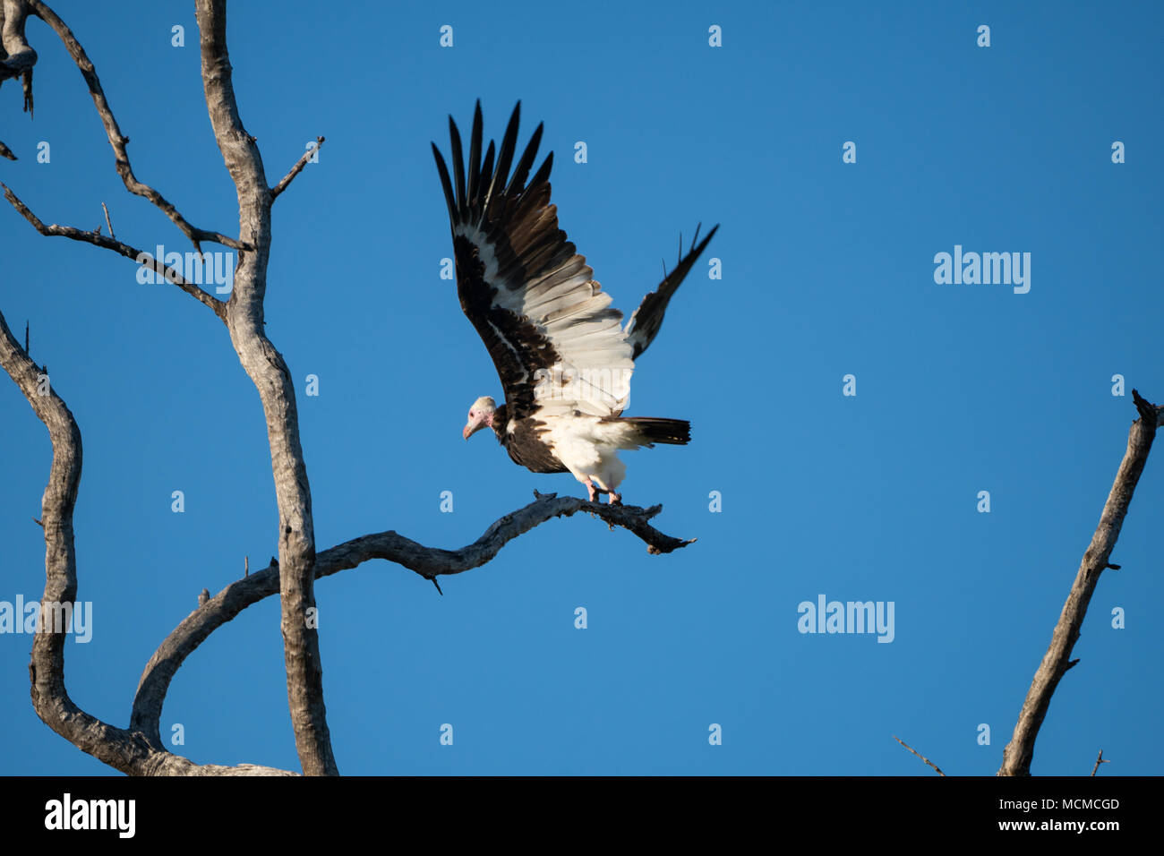 Zimbabwe Bird Stock Photos & Zimbabwe Bird Stock Images - Alamy