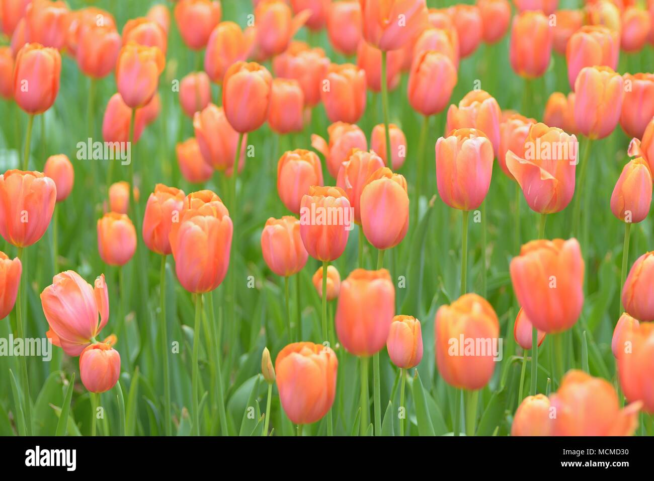 Landscape of colorful Tulip flowers in garden Stock Photo - Alamy