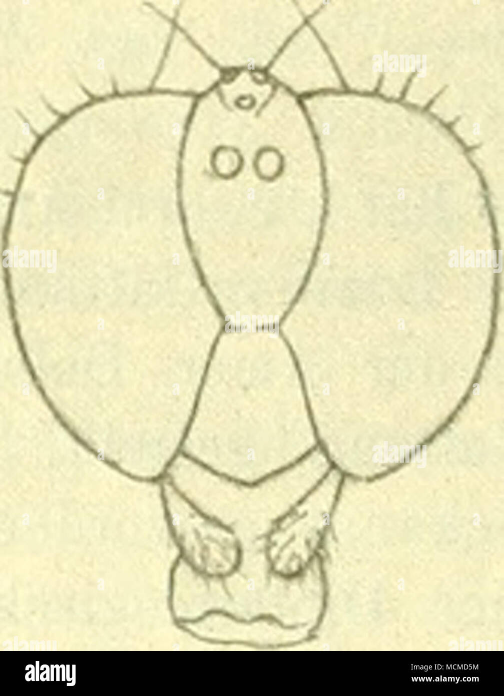 Praedator High Resolution Stock Photography and Images - Alamy