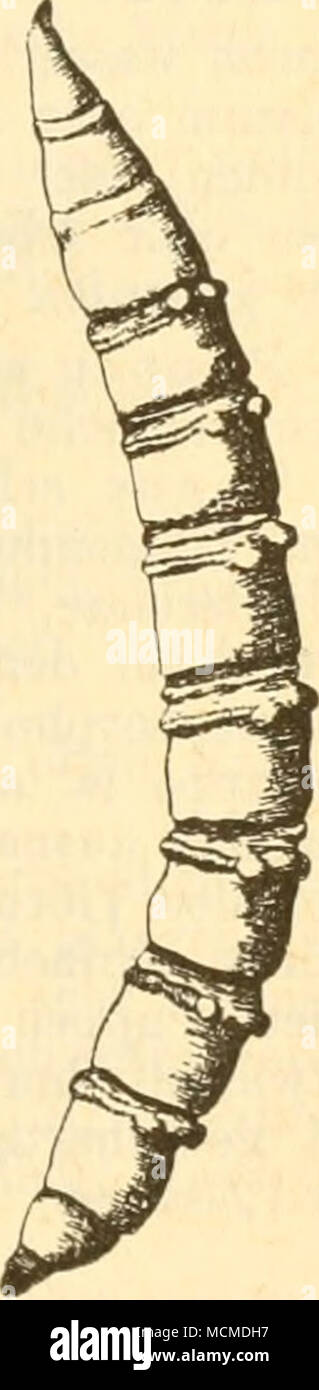 Acephale hi-res stock photography and images - Alamy