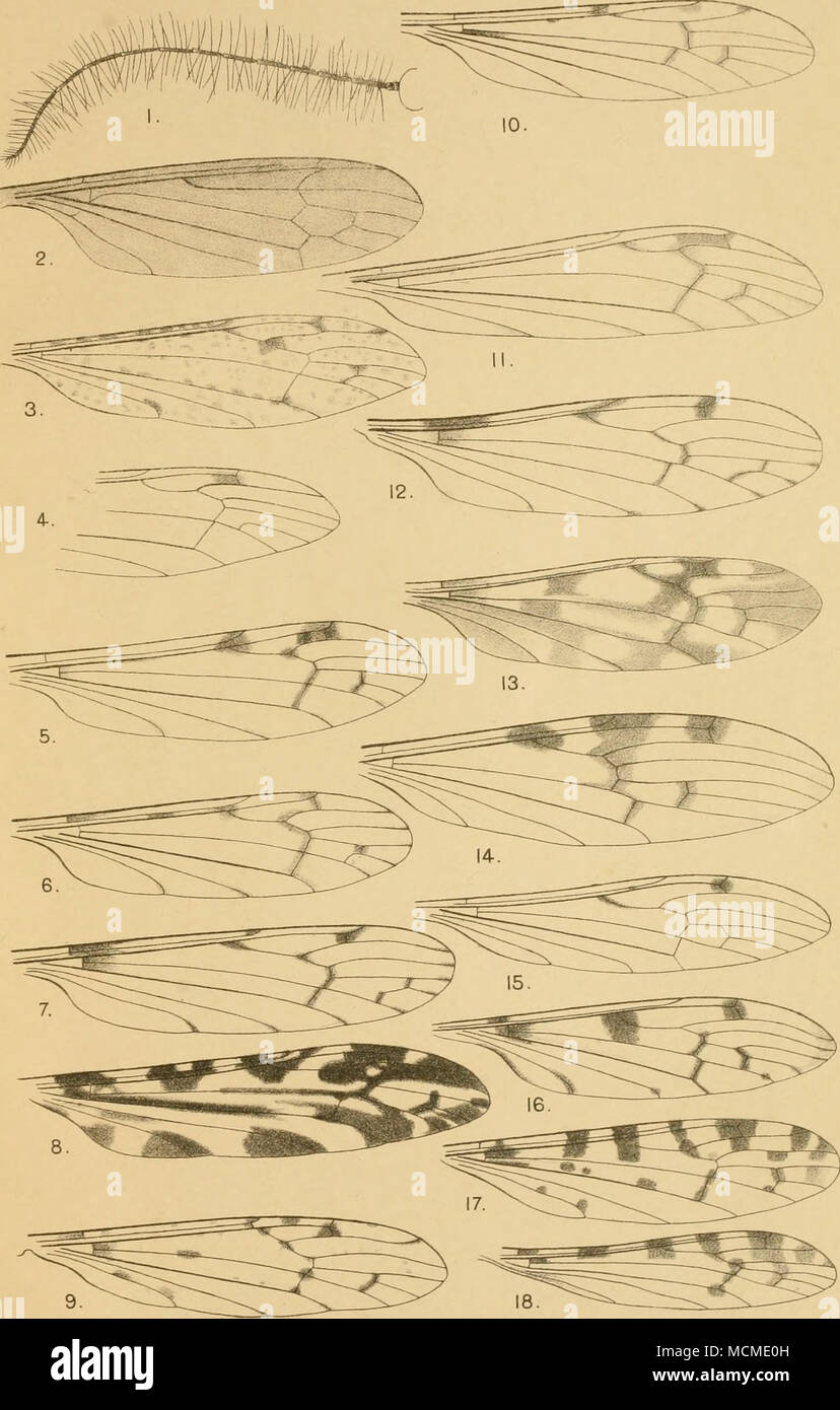 Bagchi hi-res stock photography and images - Alamy