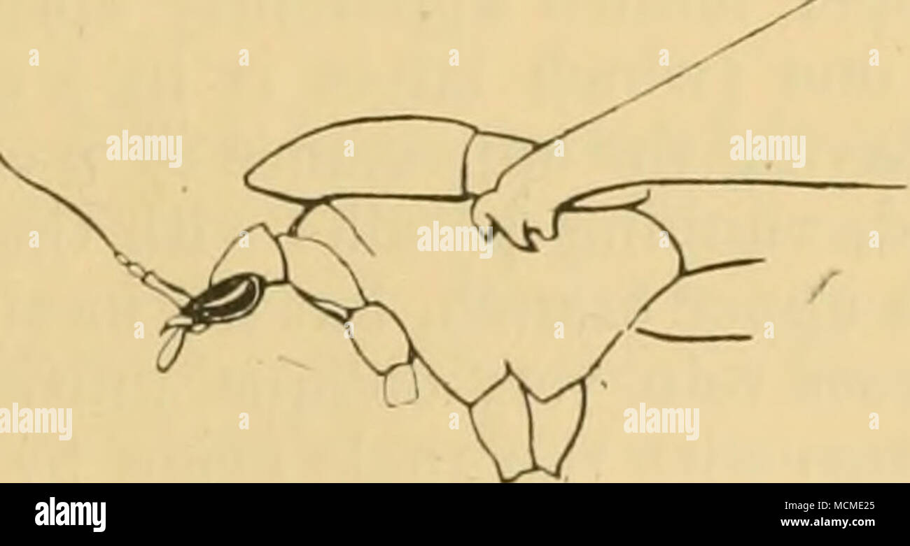 Obconical hi-res stock photography and images - Alamy