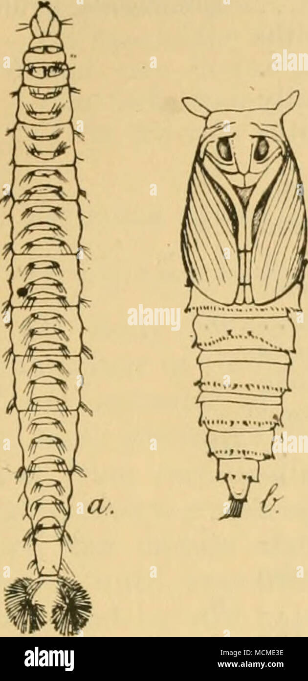 . Fig. 33.—Pericoma canescens, Mg., a European species : a, larva; b ...