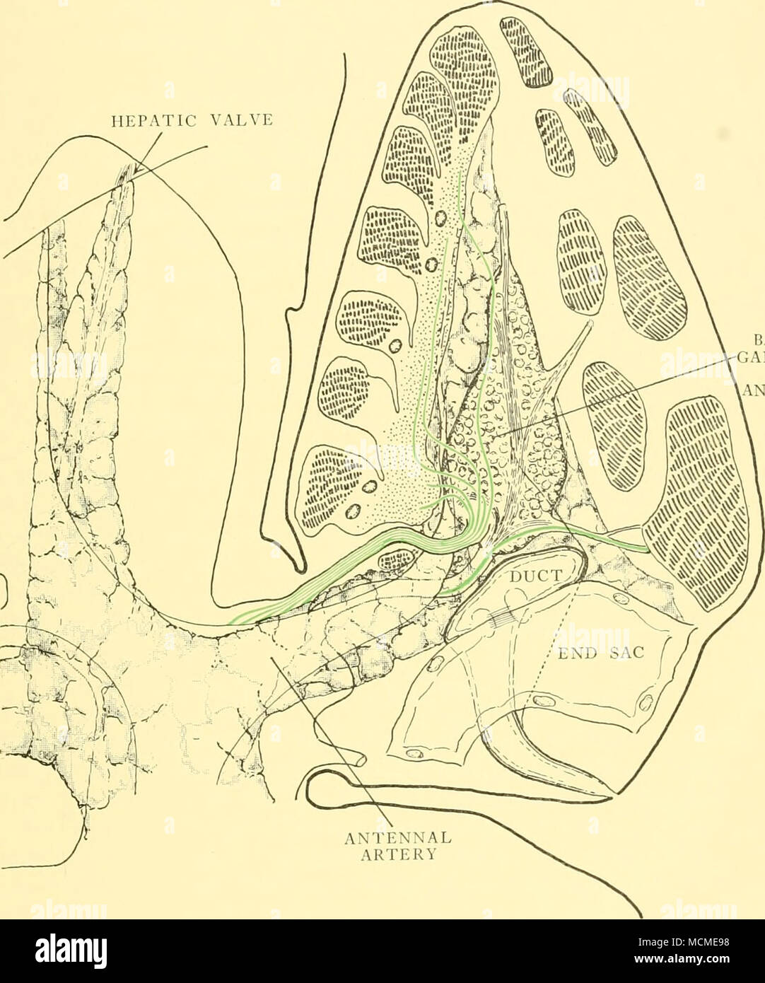 . BASAL GANGLION OF [TENNA Fig. II. Semi-diagrammatic view of section ...