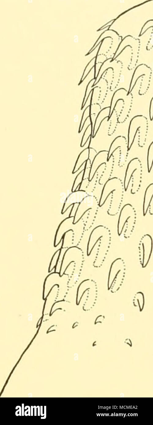 . Fig. 13. Bolbosoma hamiltom. Anterior end of female. 6., " bulb ...