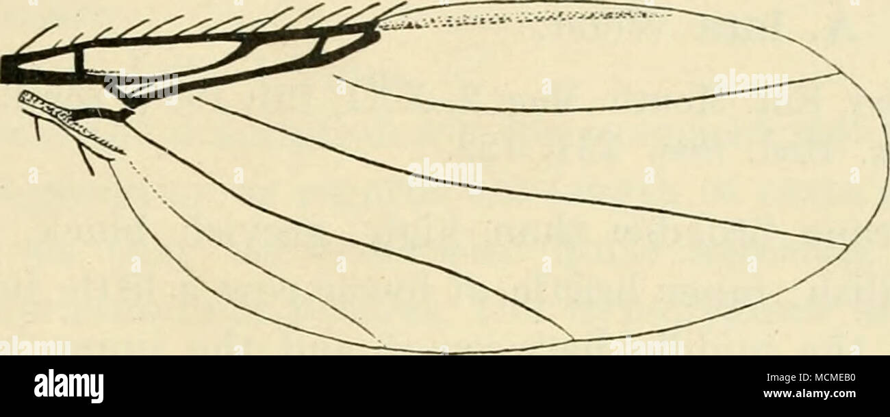 119 Wing High Resolution Stock Photography and Images - Alamy